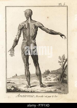 A flayed cadaver Stock Photo - Alamy
