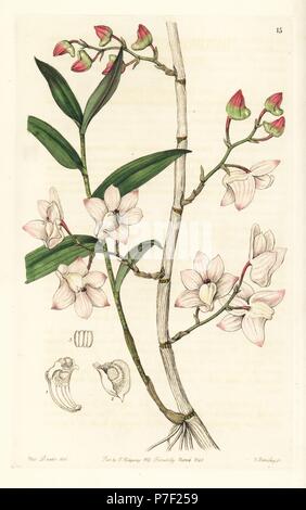 Inward-bent dendrobium orchid or hooked dendrobe, Dendrobium aduncum ...