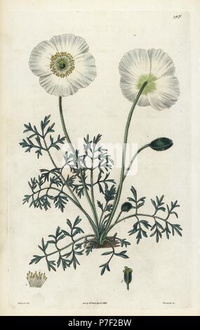 Alpine poppy, Papaver alpinum. Handcoloured copperplate engraving by ...