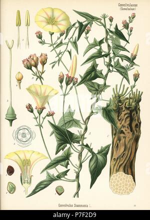 Scammony bindweed, Convolvulus scammonia. Chromolithograph after a ...