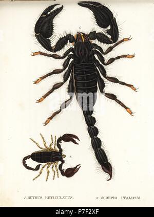 Italian scorpion (Euscorpius italicus Stock Photo - Alamy