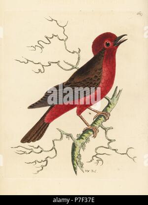 Vermilion flycatcher, Pyrocephalus rubinus (Round-crested flycatcher ...