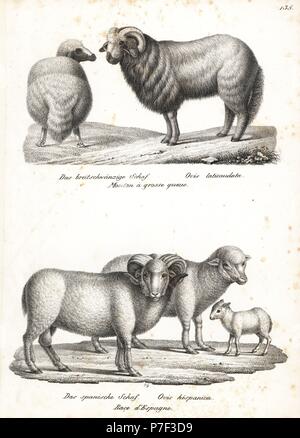 Broad tailed sheep, Ovis aries subsp. laticaudata 141, 142, known as ...