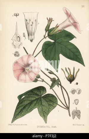 Kaladana or picotee morning glory, Ipomoea nil. Handcoloured lithograph ...