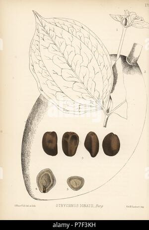 St. Ignatius bean, Strychnos ignatii. Chromolithograph after a ...