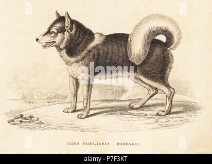 Canadian Eskimo Dog, Canis familiaris, in a yard on the shores of ...