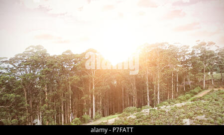 Forest under sunset sunbeams Stock Photo - Alamy