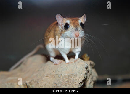 Lesser Egyptian Gerbil (Gerbillus gerbillus Stock Photo - Alamy