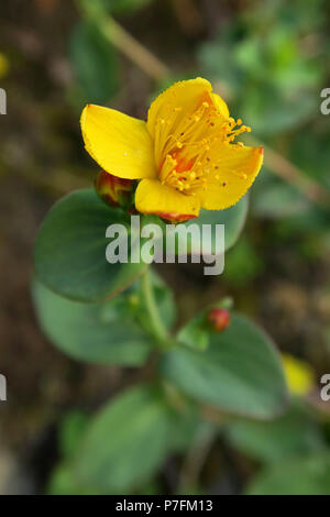 Western St. John's-Wort (Hypericum formosum) yellow wildflower in ...