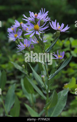 Smooth Aster (Symphyotrichum laeve) wildflowers against red autumn ...