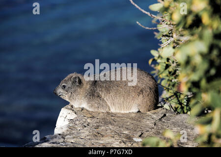Rock hyrax (Procavia capensis) sunbathing on coastal rocks at Hermanus ...