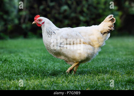 Hen with chicken in a meadow Stock Photo - Alamy