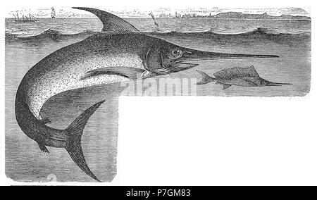 Xiphias gladius drawing Stock Photo - Alamy