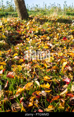 Grass covered with colorful red, orange and yellow leaves in autumn ...