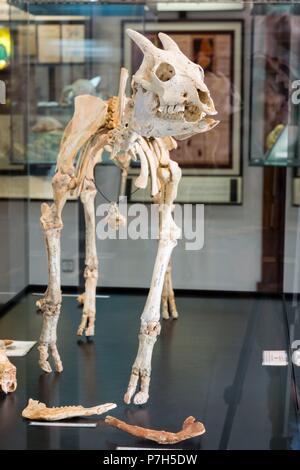 restos fósiles de Myotragus balearicus Bate, Museu Balear de Ciències ...