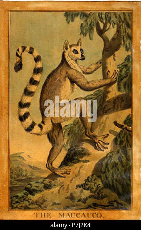 23, Maucauco, Charles Catton's Animals (1788) (cropped Stock Photo - Alamy