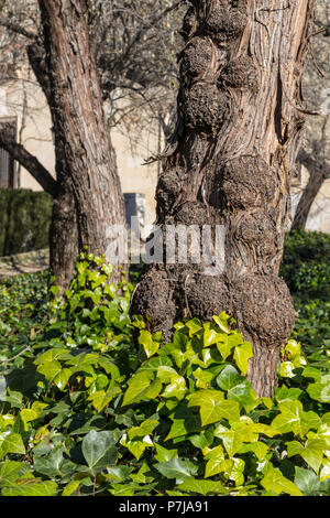 start of several tree trunks that start at opposite diagonal on a floor ...