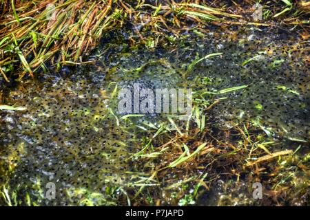 Pfütze Froschlaich Laich Eier Gelee Gell Stock Photo - Alamy