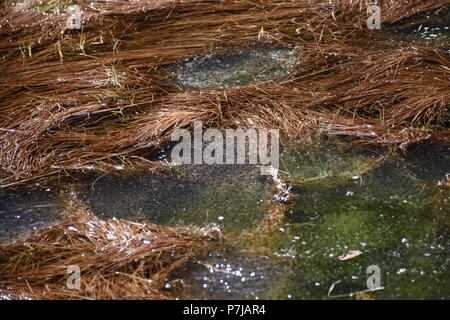 Pfütze Froschlaich Laich Eier Gelee Gell Stock Photo - Alamy