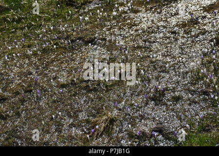 Pfütze Froschlaich Laich Eier Gelee Gell Stock Photo - Alamy