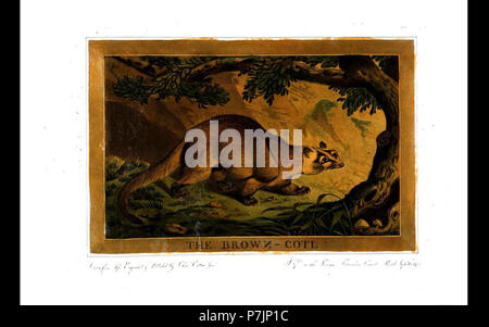 26, Brown Coti, Charles Catton's Animals (1788) (cropped Stock Photo ...