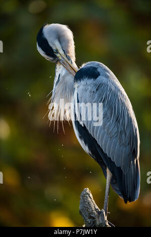 Grey heron (Ardea cinerea), preening, Essen, Ruhr area, North Rhine ...