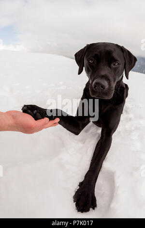 Labrador giving paw to person Stock Photo - Alamy