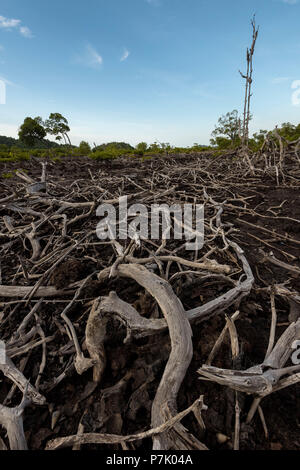 A dead mangrove tree in tropical mangrove forest during low tide period ...