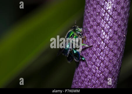 Euglossini bee also called orchid bees on a purple flower Stock Photo ...