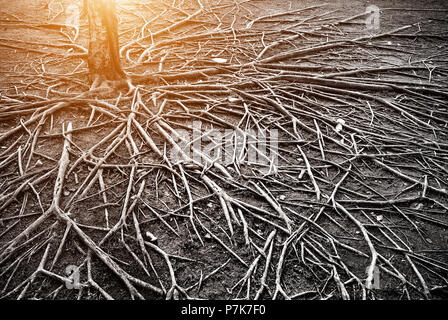 The roots of a large tree that grows bigger. The concept of growth ...