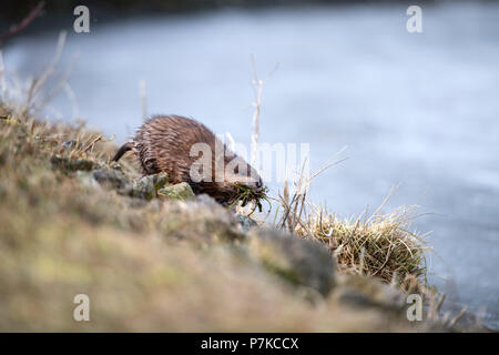 Musk, musquash, musquashes, rodent, rodents, Ondatra zibethicus, fur ...