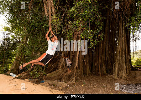 The large roots of a Banyan tree in Seville, Spain Stock Photo - Alamy