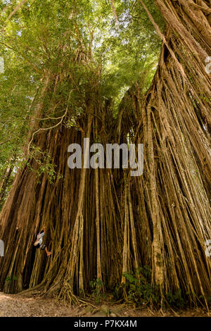 Children playing in a banyan tree Stock Photo - Alamy