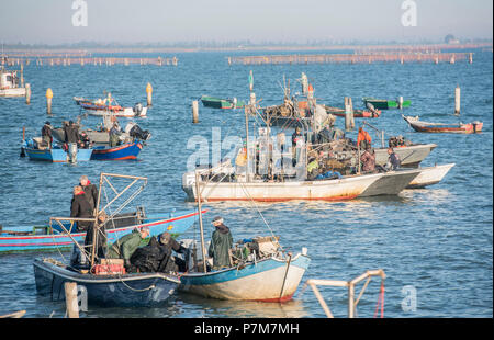 Delta del Po, Scardovari, Italy, November 26, 2021 - Fisherwomen and ...