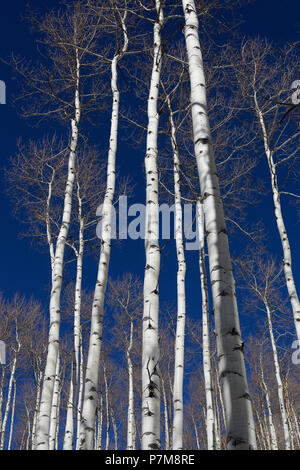 Aspen grove in winter, near Leavenworth, Washington Stock Photo - Alamy