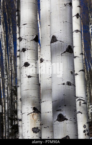 Aspen grove in winter, near Leavenworth, Washington Stock Photo - Alamy