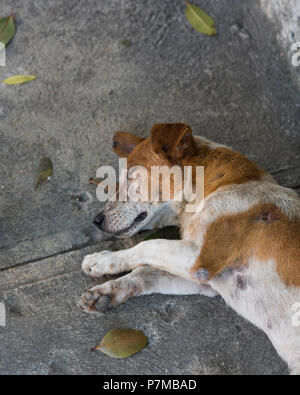 Begger , Havana . Cuba Stock Photo - Alamy