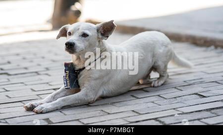 Stray dogs in Havana, Cuba Stock Photo - Alamy