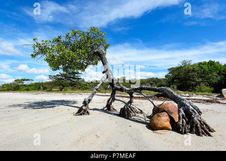 Coastal mangrove trees at Quintell Beach, Lockhart River, Cape York ...