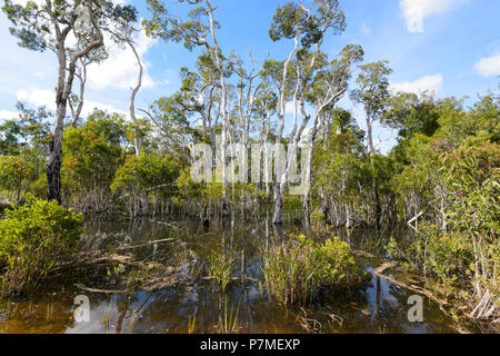 View of a paperbark swamp, Cape York Peninsula, Far North Queensland ...