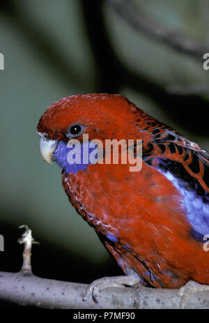Pennant s Parakeet Platycerus elegans Stock Photo - Alamy