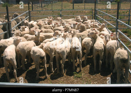 Mulesing is the removal of strips of wool-bearing skin from around the ...