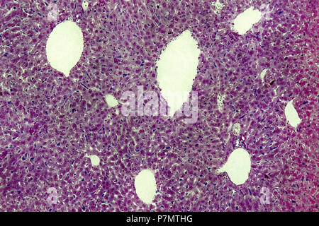 Mouse Cross Section Stock Photo - Alamy