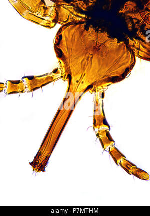 Microphoto of Elefantenlaus (Haematomyzus elephantis Stock Photo - Alamy