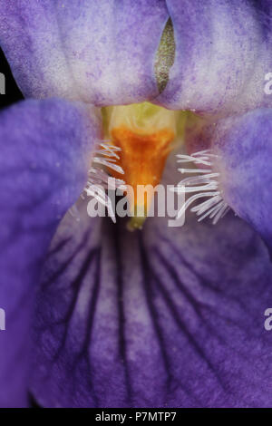 Sweet violet (Viola odorata), Plantae, Cambridgeshire, UK Stock Photo ...