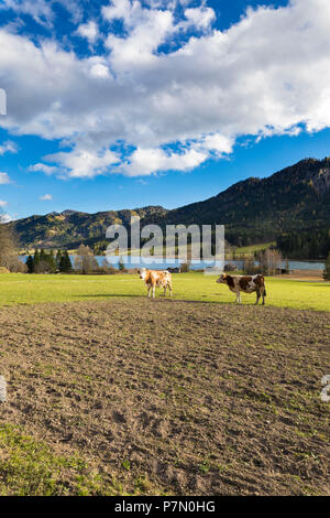 Cow grazing on lawn near forest Stock Photo - Alamy
