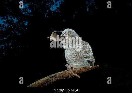 Mouse, Trentino Alto Adige, Italy Stock Photo - Alamy