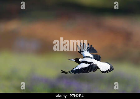 australian magpie in flight with wings out stretched, western australia ...