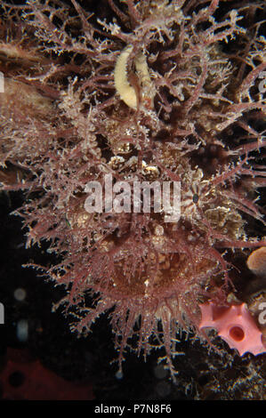 Juvenile Tasselled Anglerfish Stock Photo - Alamy