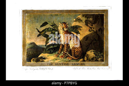 4, Hunting Leopard, Charles Catton's Animals (1788) (cropped Stock ...